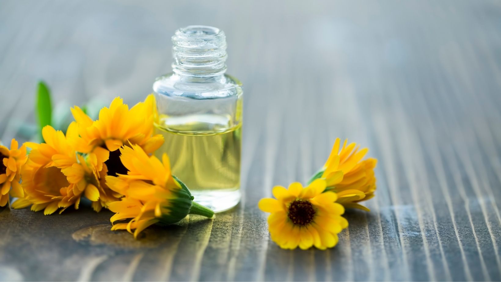 Calendula, beautiful and therapeutic plant for your garden | My desired ...