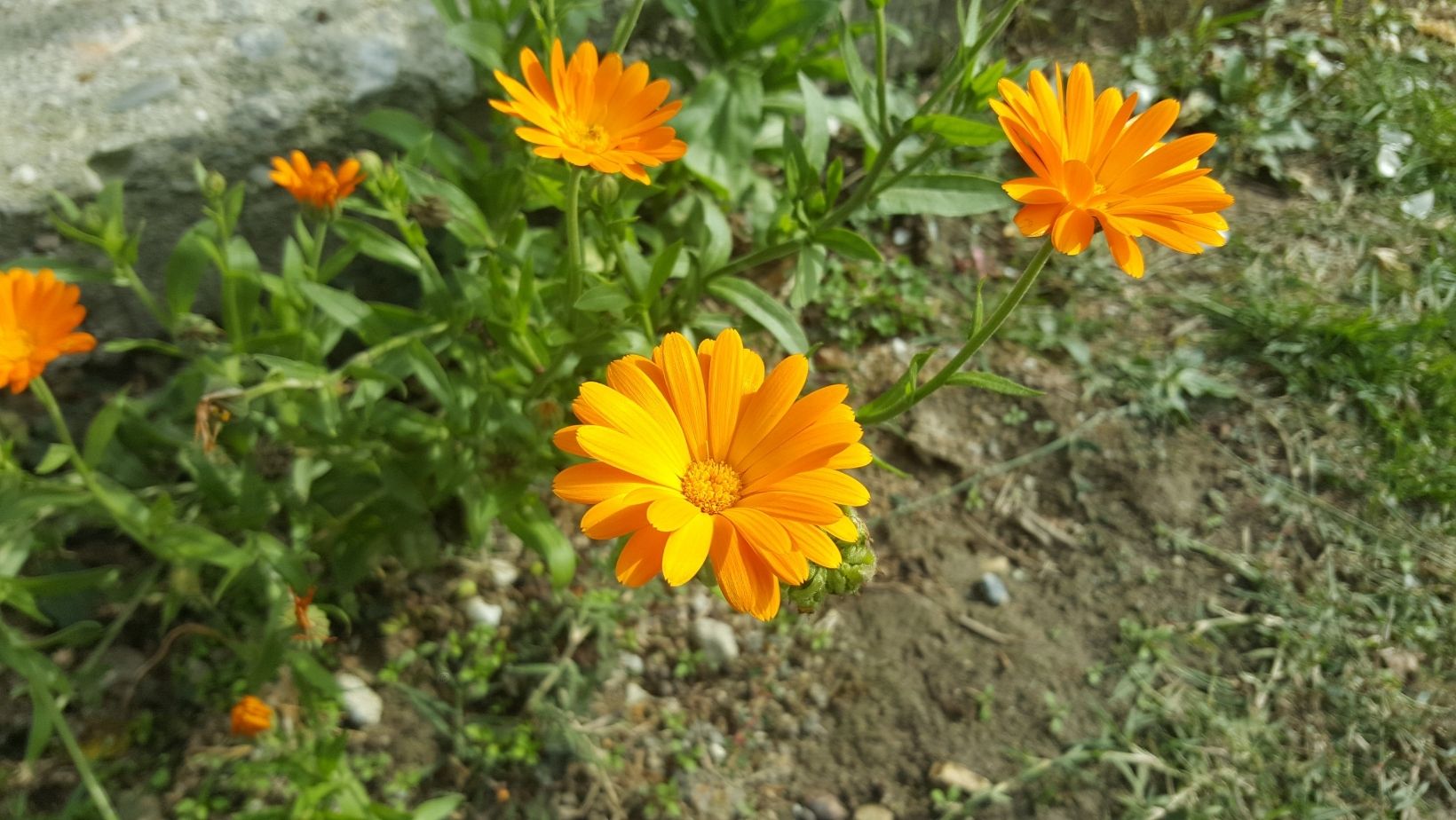 Calendula, beautiful and therapeutic plant for your garden | My desired ...