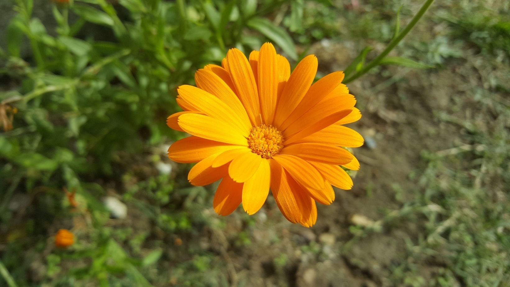 Calendula, beautiful and therapeutic plant for your garden | My desired ...