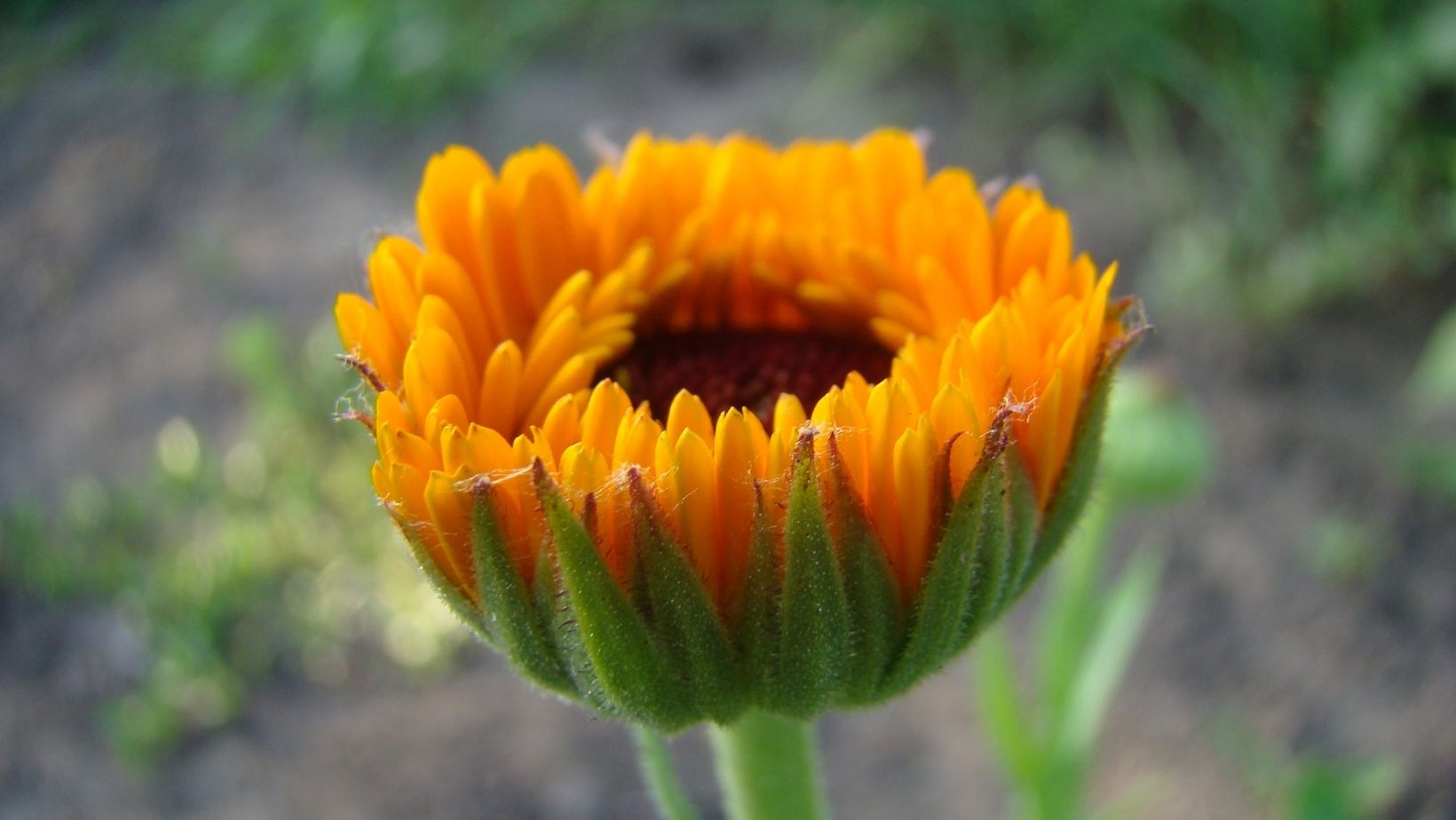 Calendula, beautiful and therapeutic plant for your garden | My desired ...