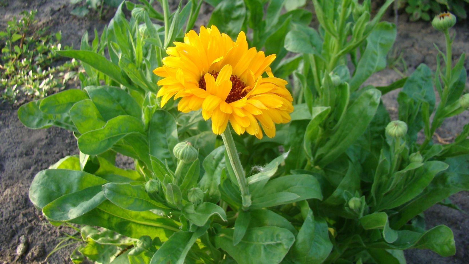 Calendula, beautiful and therapeutic plant for your garden | My desired ...
