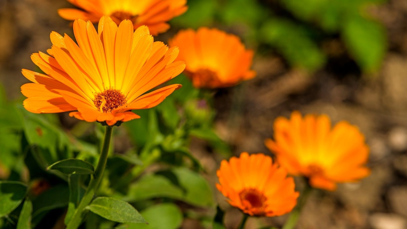 Calendula, beautiful and therapeutic plant for your garden | My desired ...