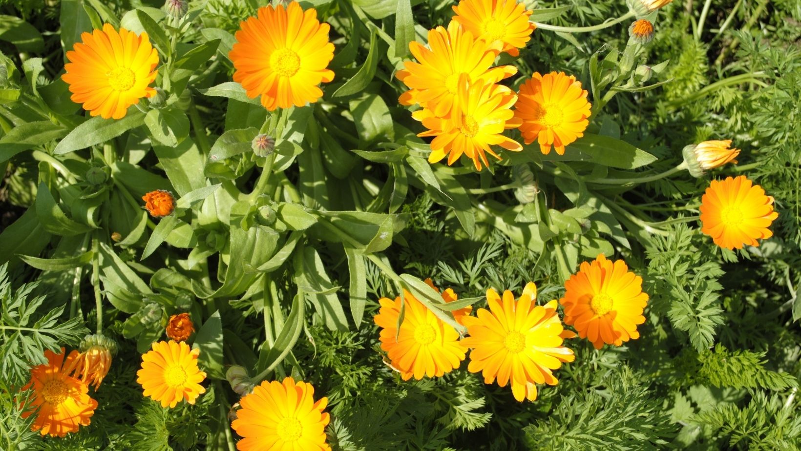 Calendula, beautiful and therapeutic plant for your garden | My desired ...