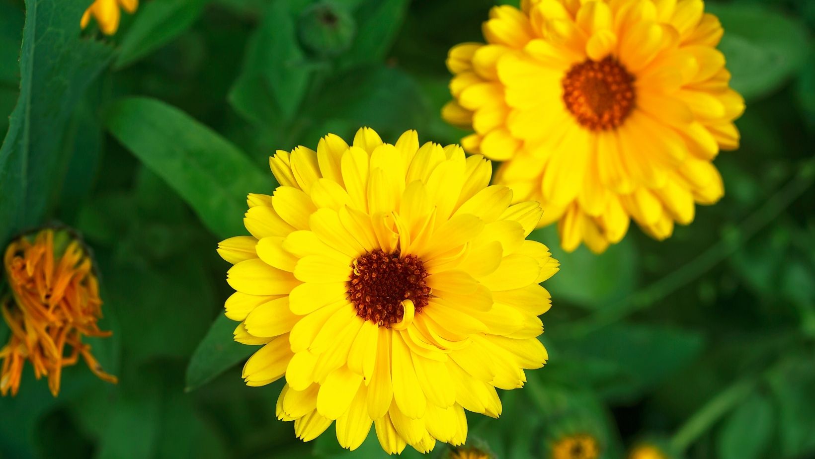 Calendula, beautiful and therapeutic plant for your garden | My desired ...