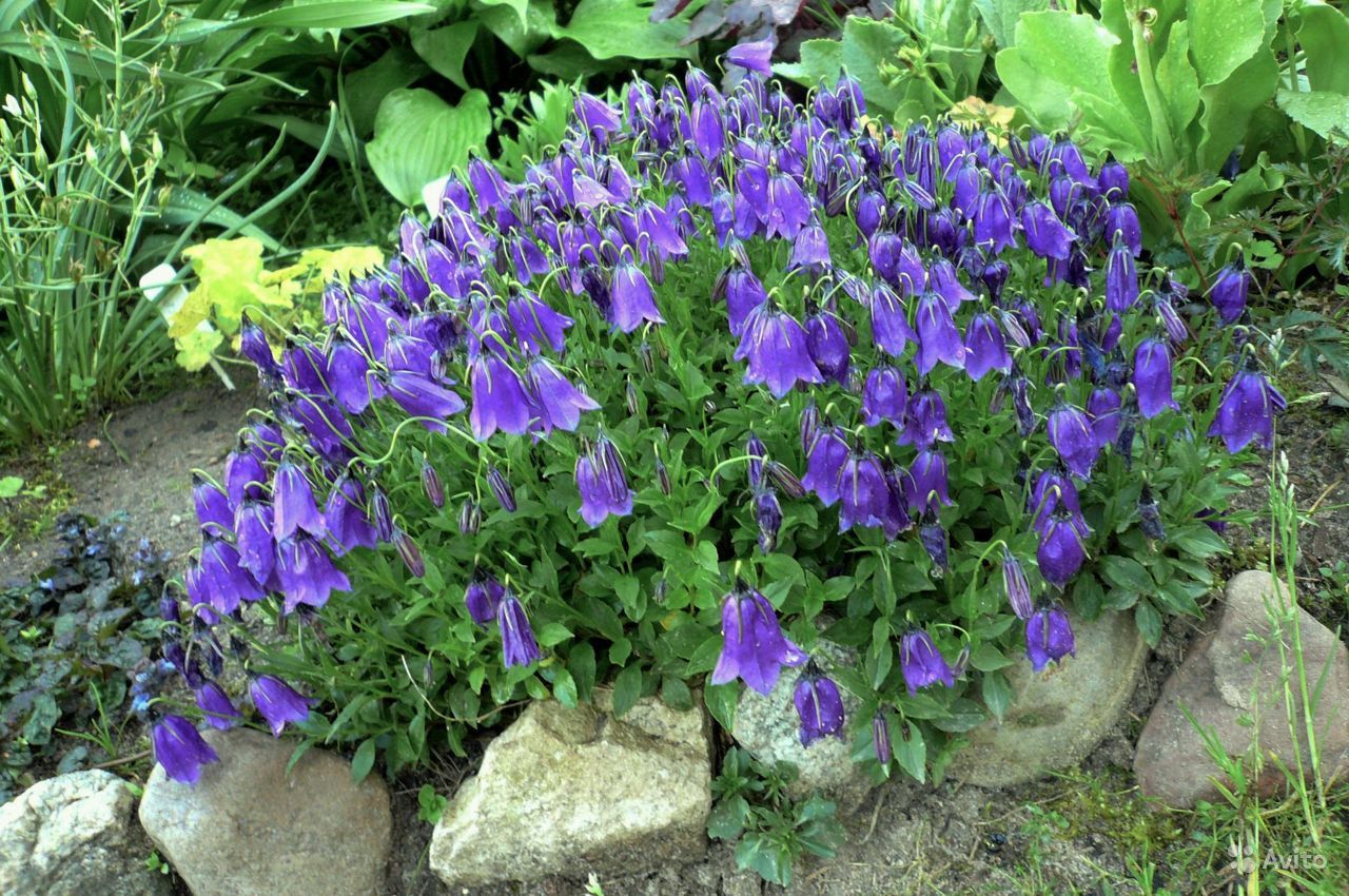 Campanula rotundifolia or Harebell: A delicate and graceful bell flower ...