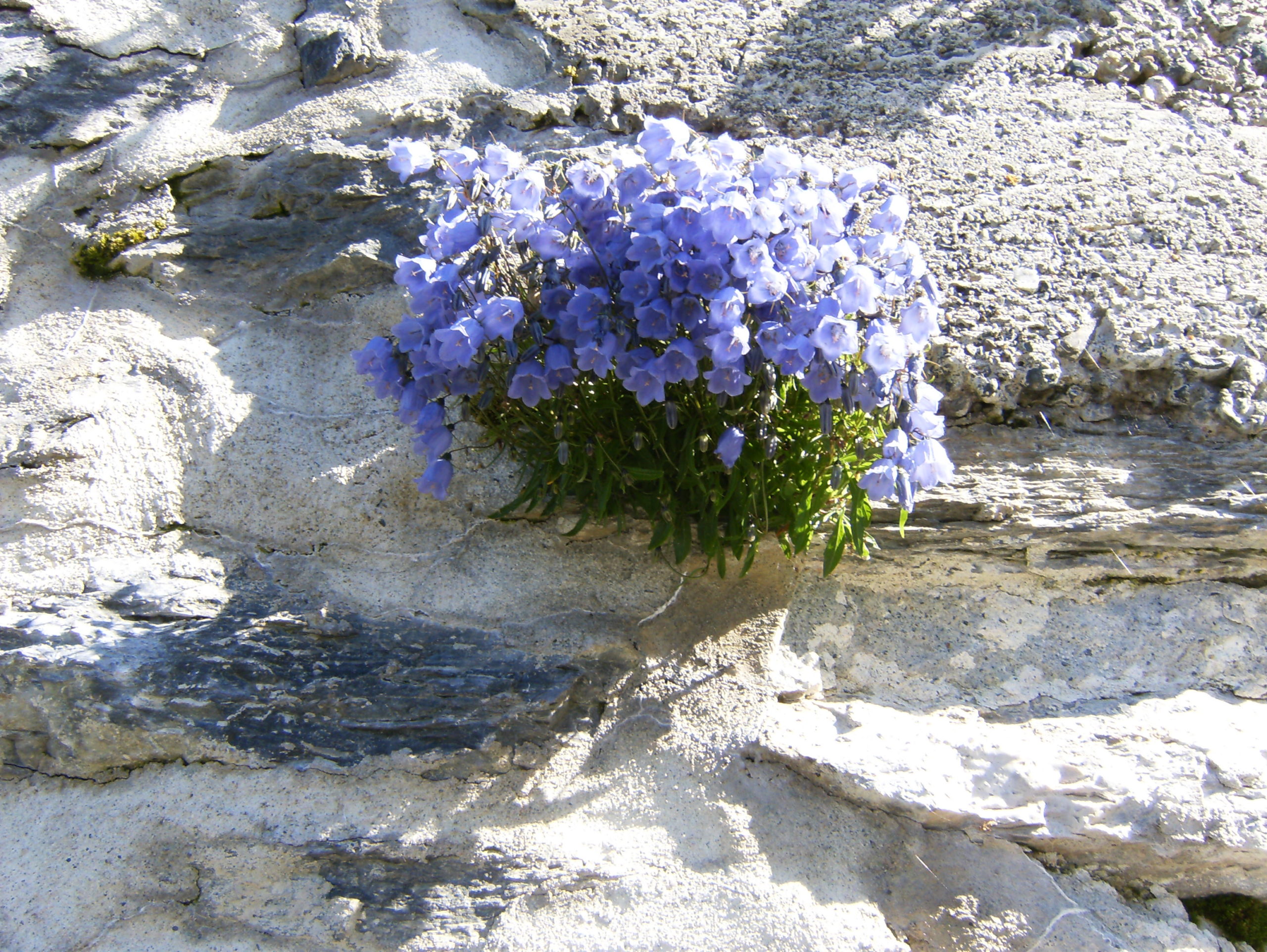 Campanula rotundifolia or Harebell: A delicate and graceful bell flower ...