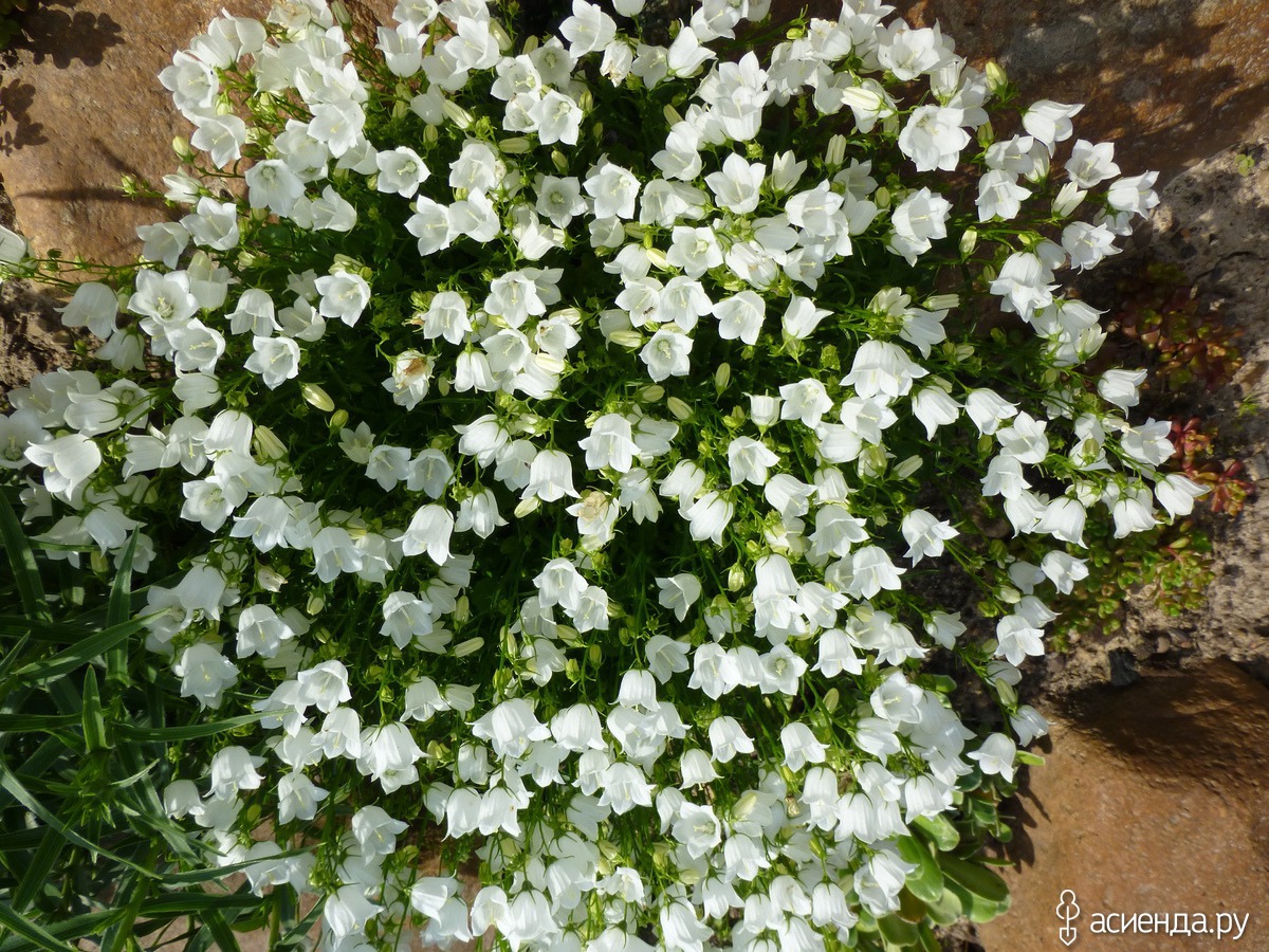 Campanula rotundifolia or Harebell: A delicate and graceful bell flower ...