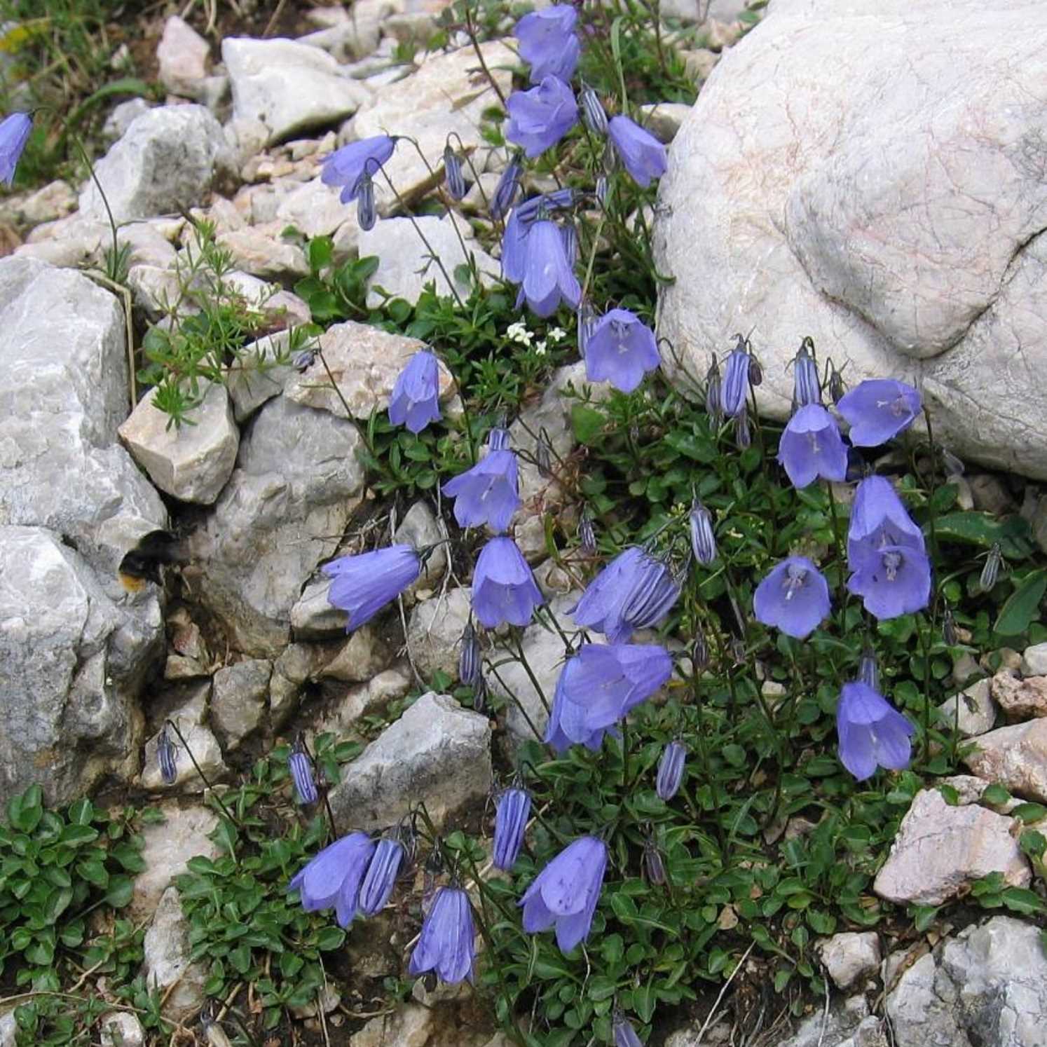 Campanula rotundifolia or Harebell: A delicate and graceful bell flower ...