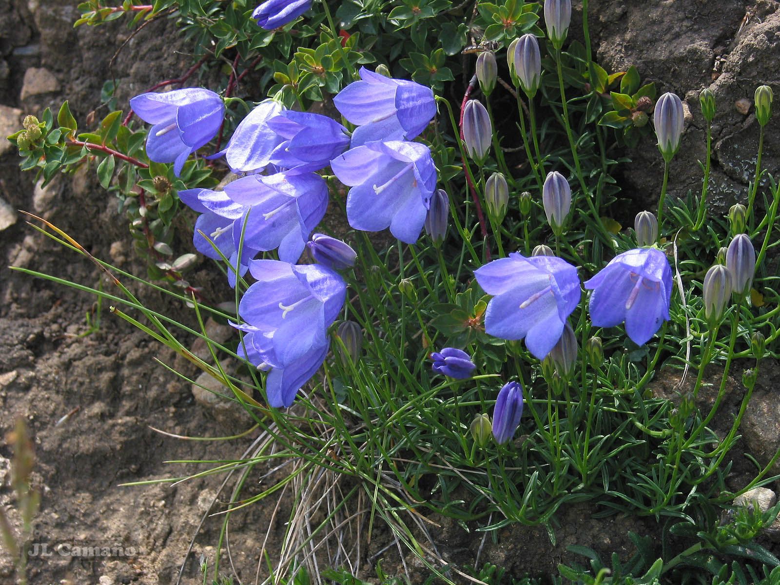 Campanula rotundifolia or Harebell: A delicate and graceful bell flower ...