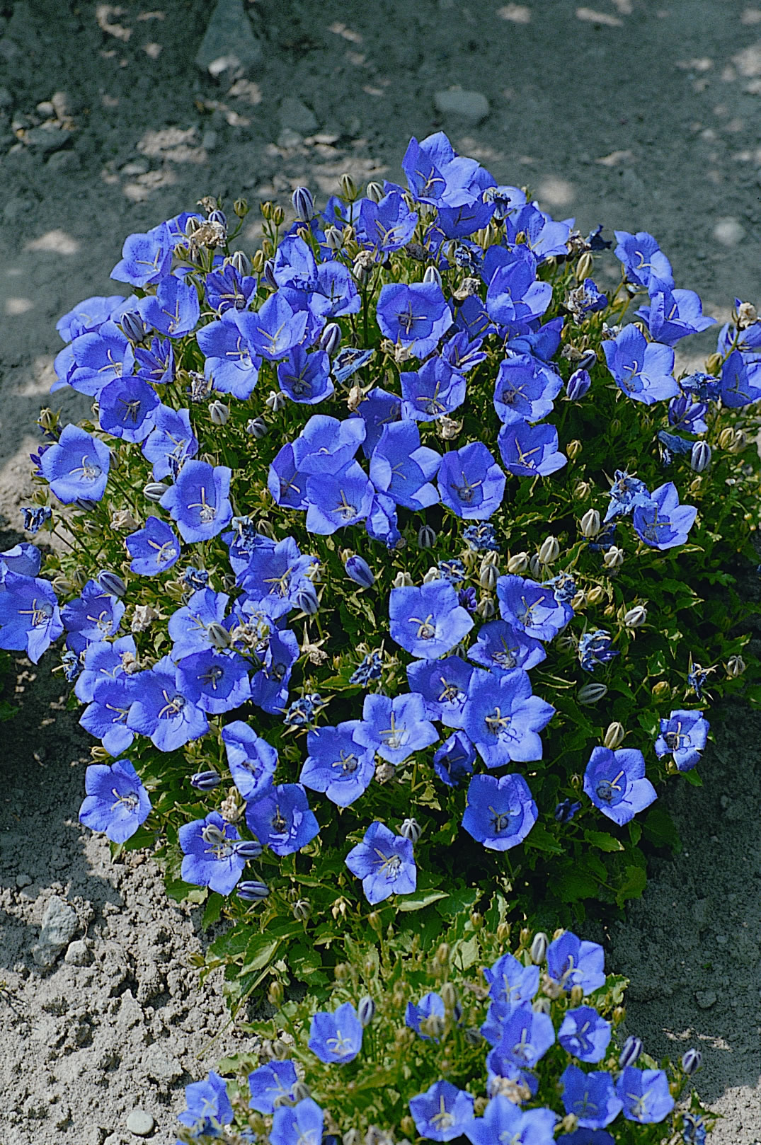Campanula rotundifolia or Harebell: A delicate and graceful bell flower ...