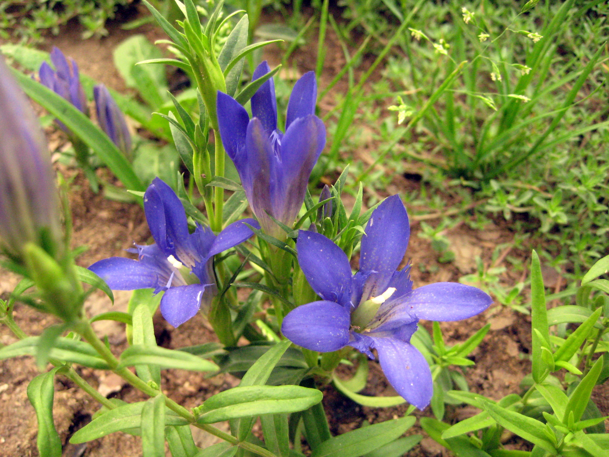 Gentiana calycosa - A herbaceous perennial blue plant for your garden ...