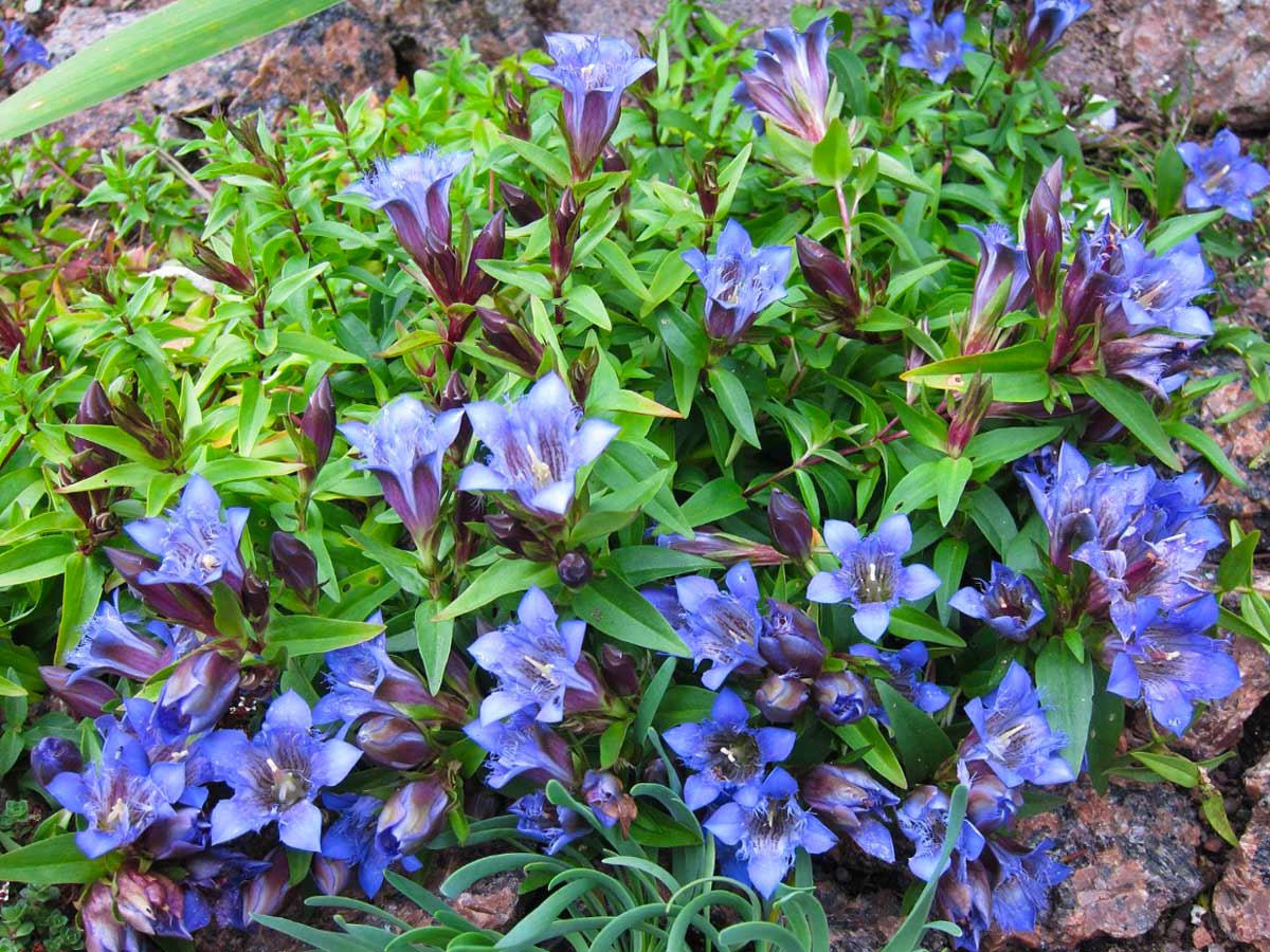 Gentiana calycosa - A herbaceous perennial blue plant for your garden ...