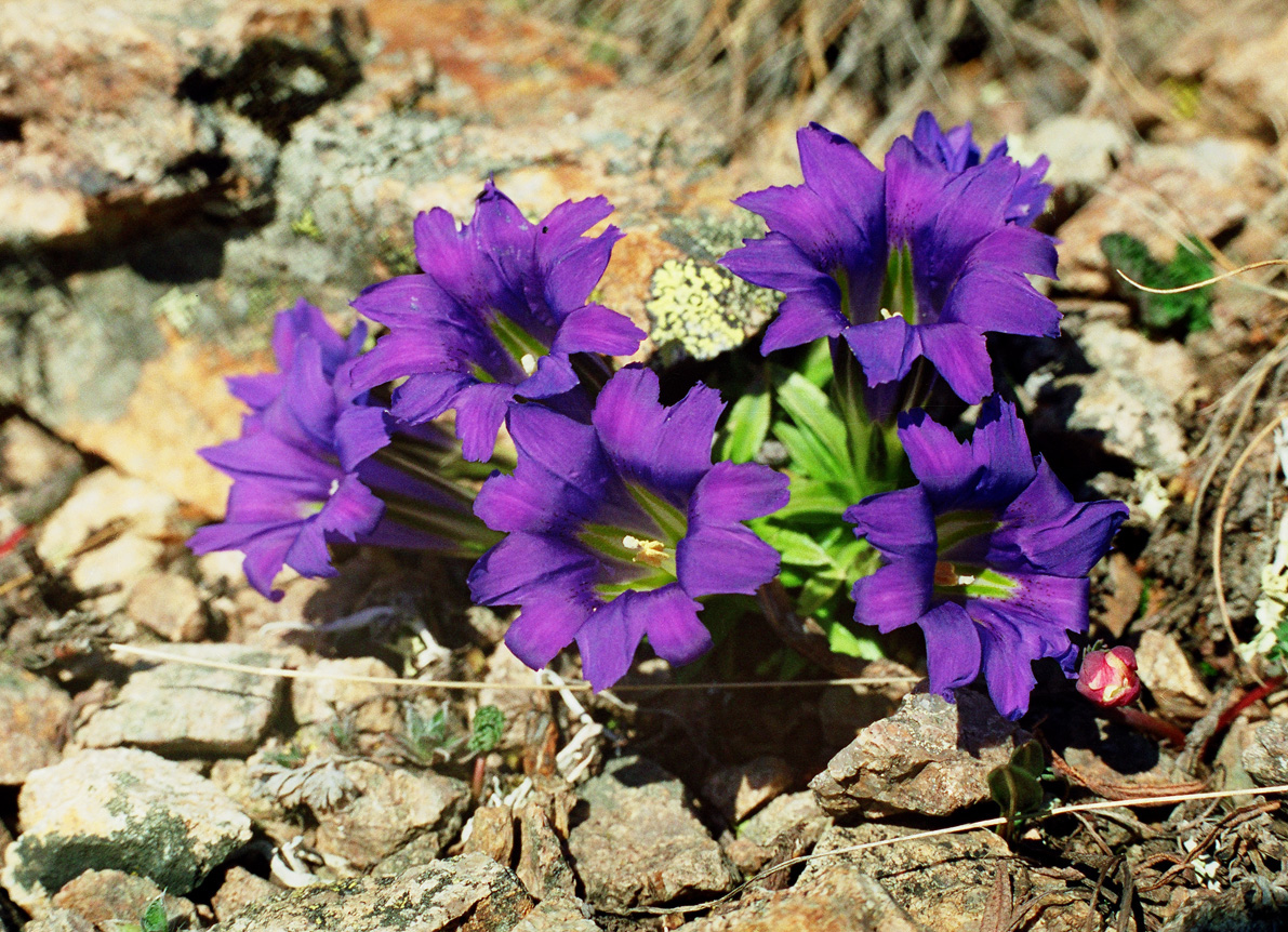 Gentiana calycosa - A herbaceous perennial blue plant for your garden ...