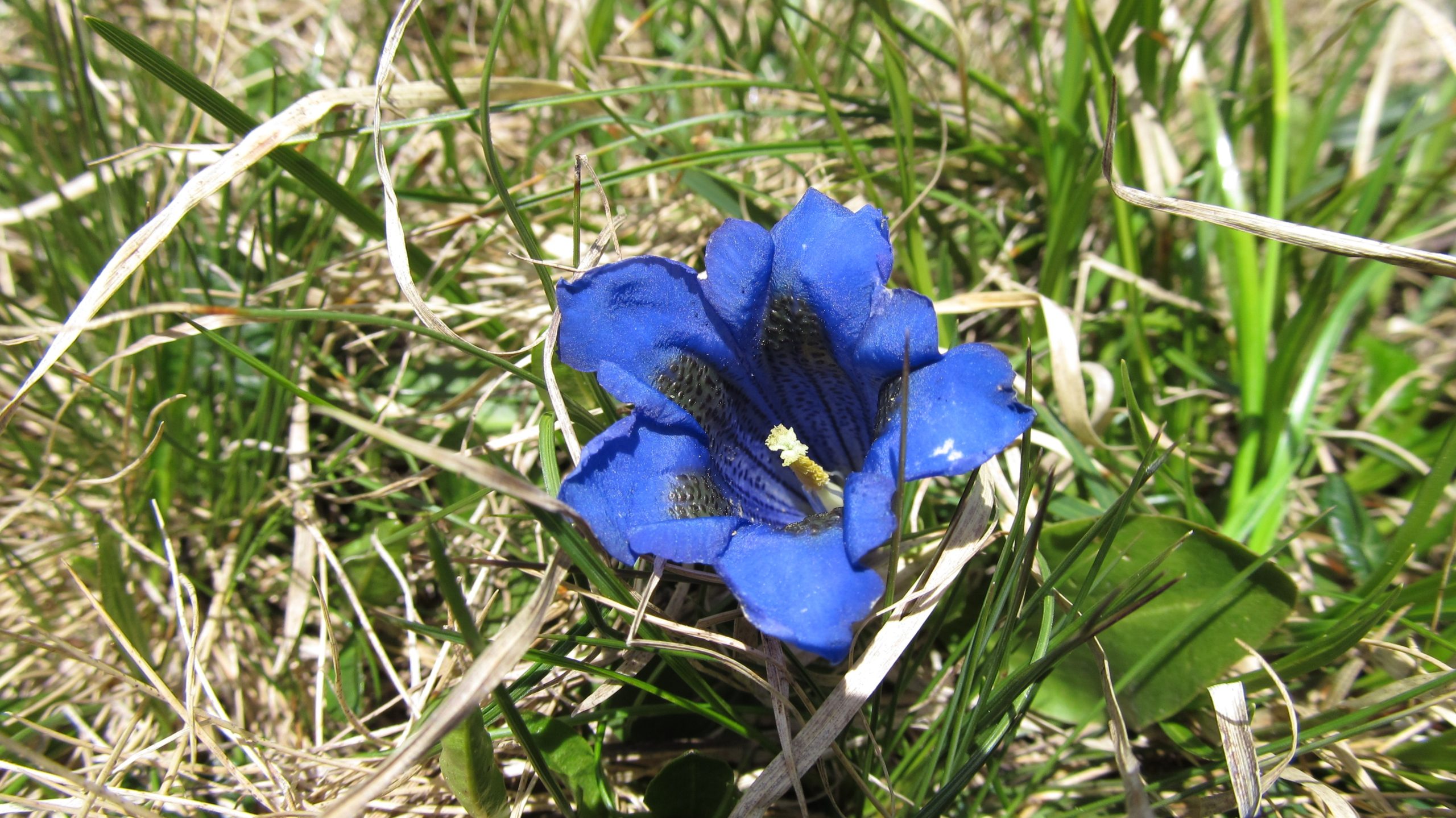 Gentiana calycosa - A herbaceous perennial blue plant for your garden ...