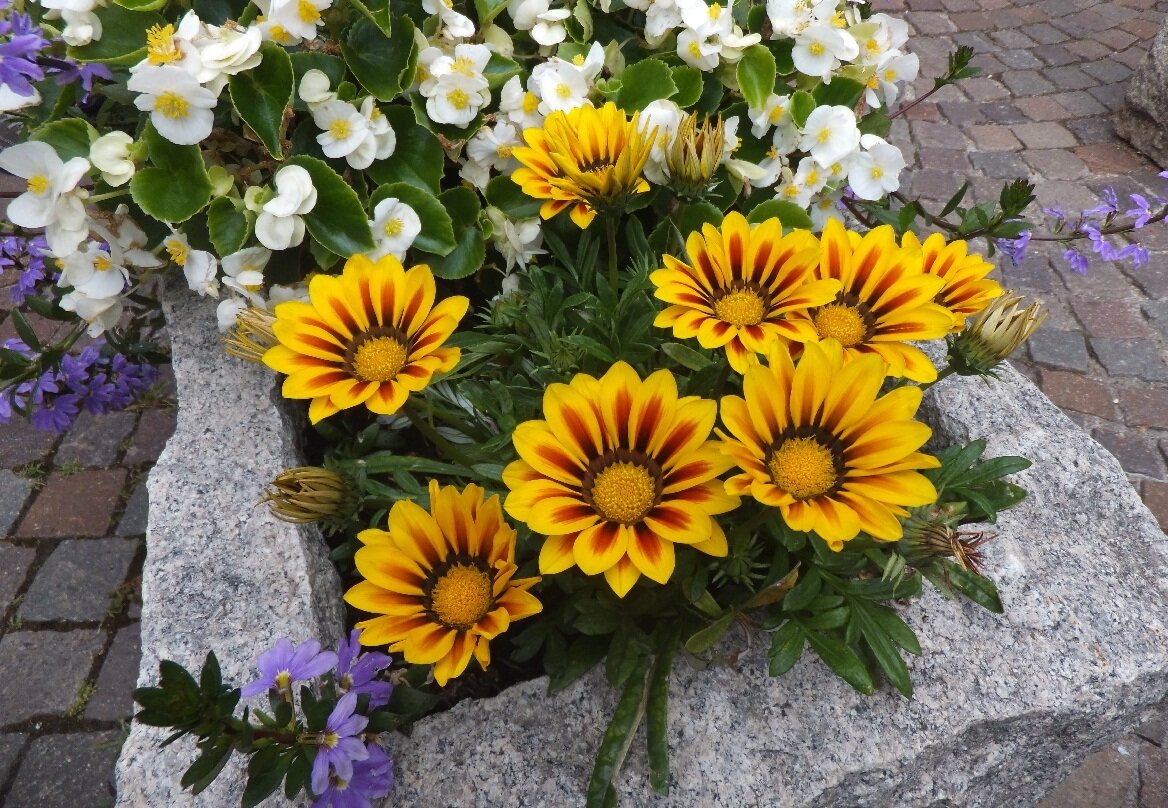 How to grow Gazania in your pot and garden - 40 inspirational ideas| My ...