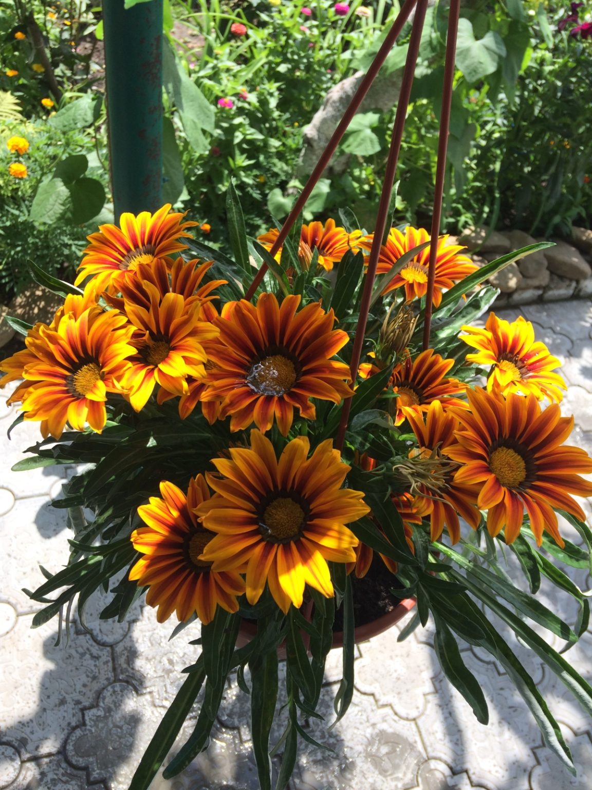 How to grow Gazania in your pot and garden - 40 inspirational ideas| My ...