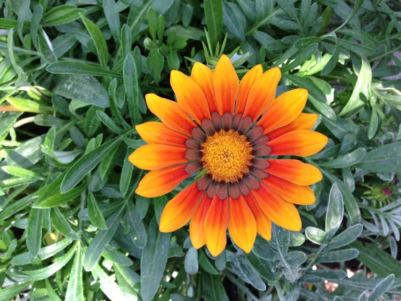 How to grow Gazania in your pot and garden - 40 inspirational ideas| My ...