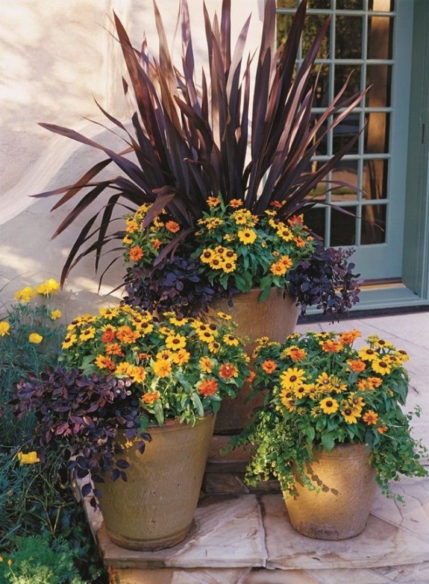 How to grow Gazania in your pot and garden - 40 inspirational ideas| My ...