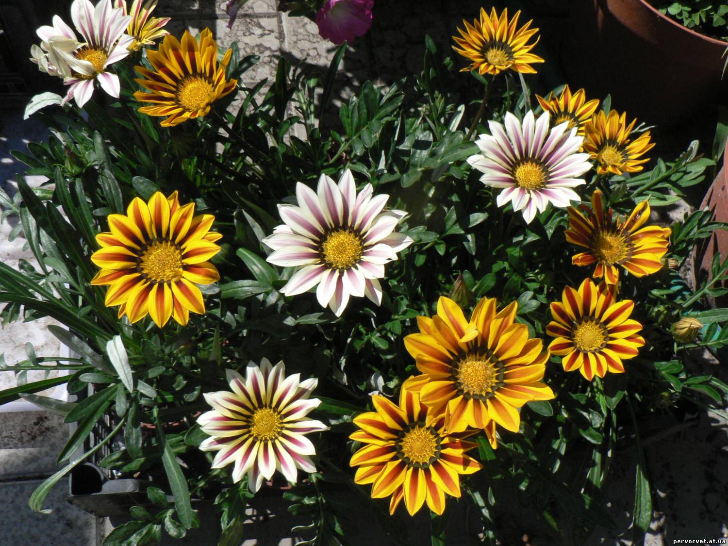 How to grow Gazania in your pot and garden - 40 inspirational ideas| My ...