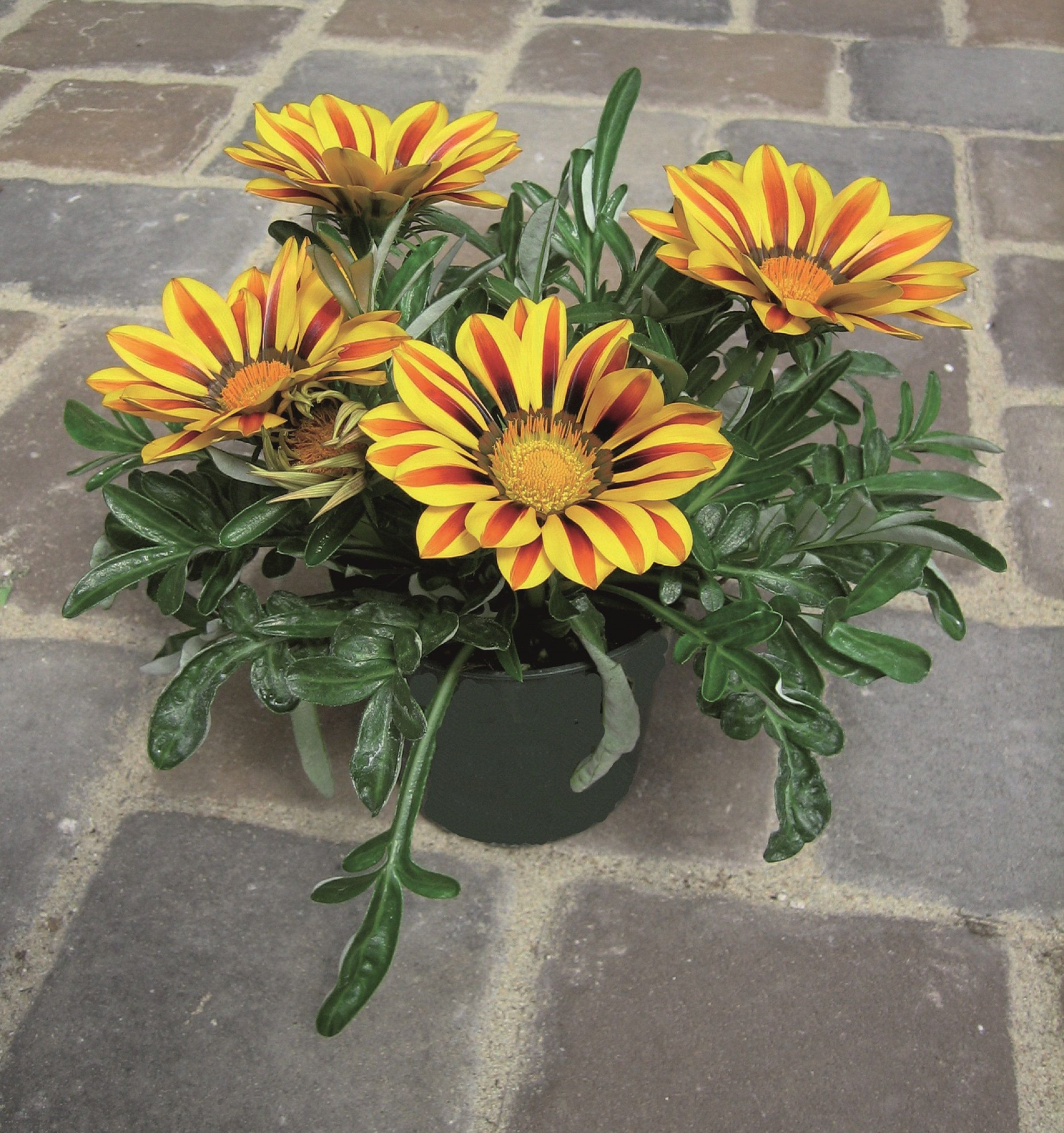 How to grow Gazania in your pot and garden - 40 inspirational ideas| My ...