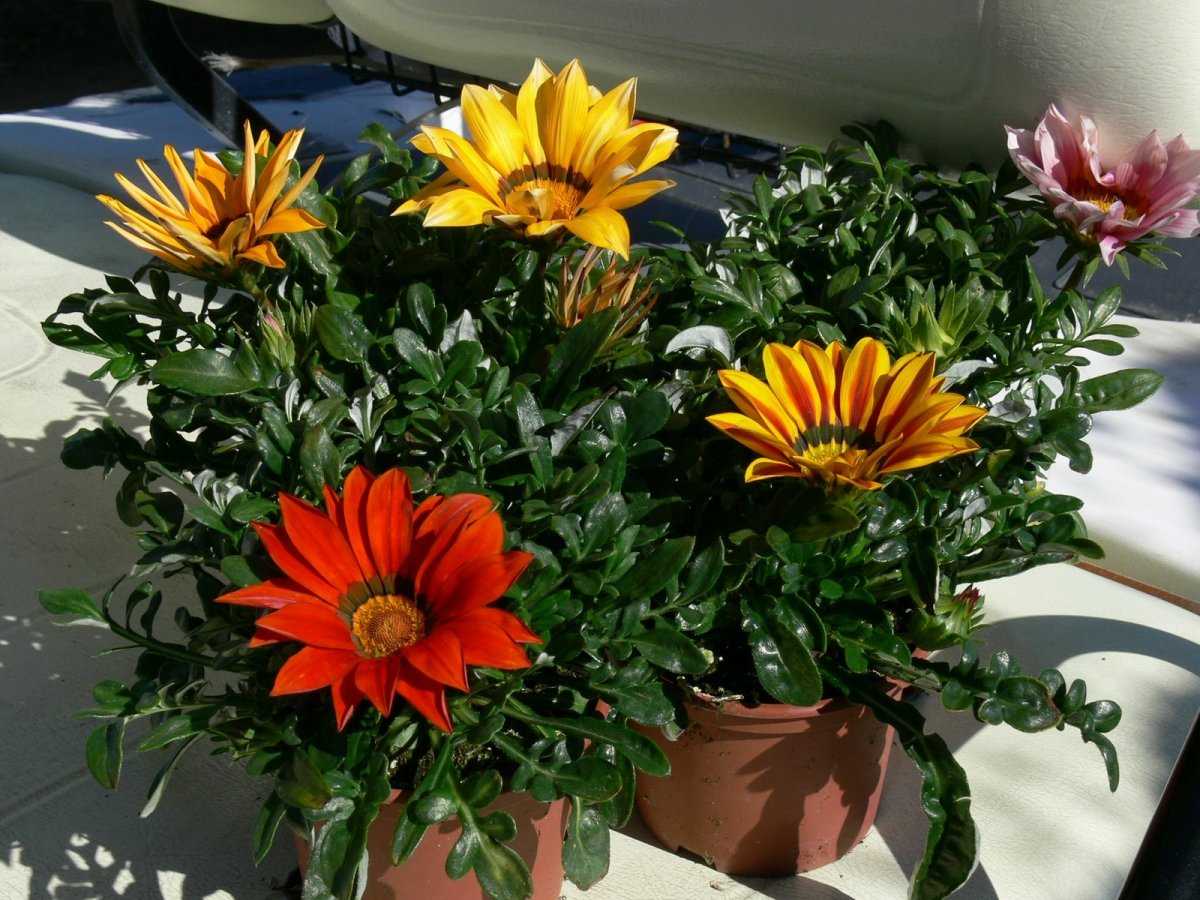 How to grow Gazania in your pot and garden - 40 inspirational ideas| My ...