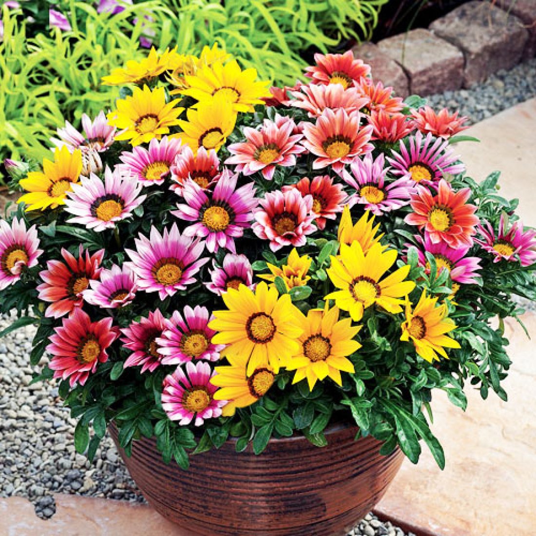 How to grow Gazania in your pot and garden - 40 inspirational ideas| My ...