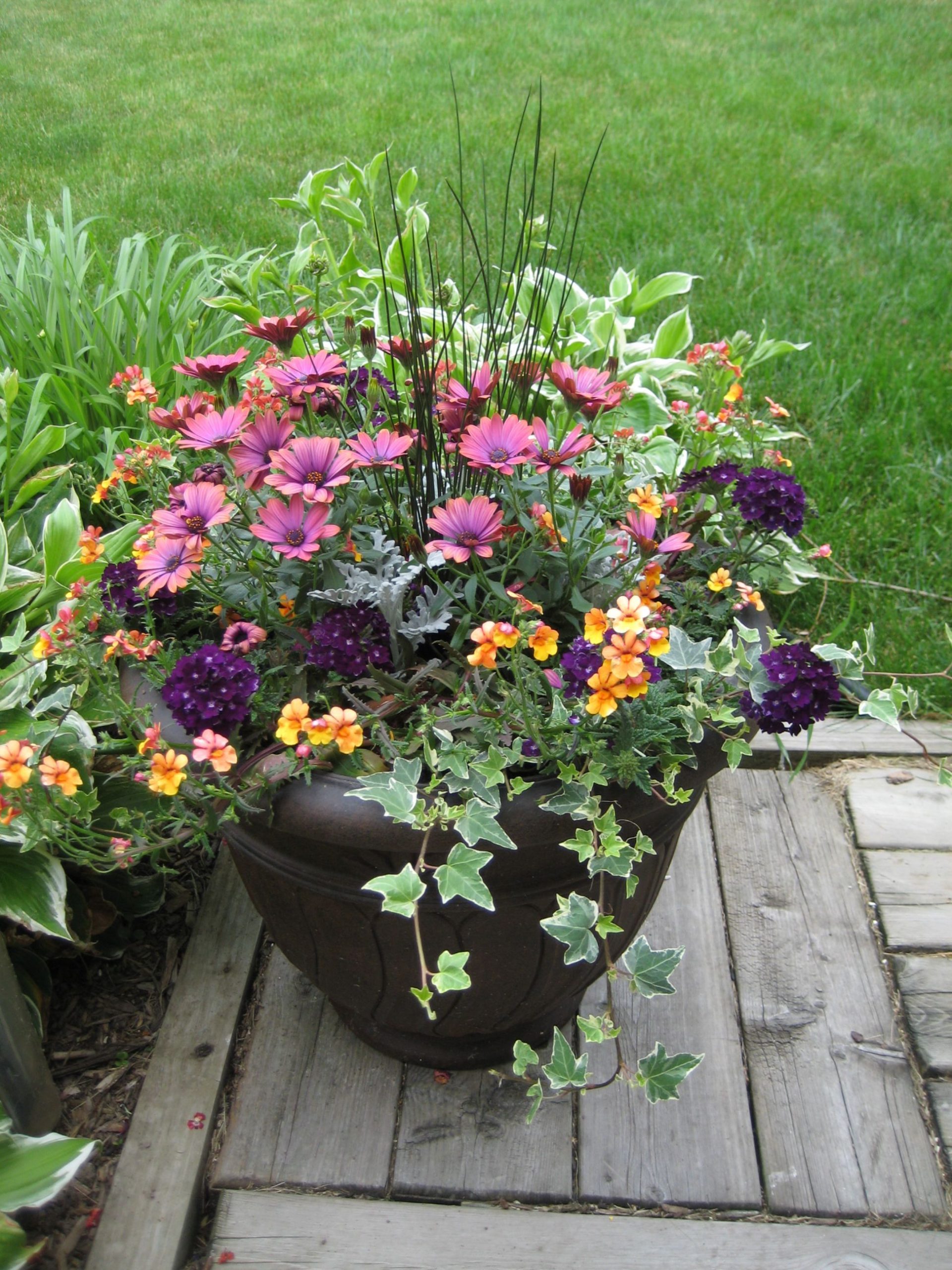 How to grow Gazania in your pot and garden - 40 inspirational ideas| My ...