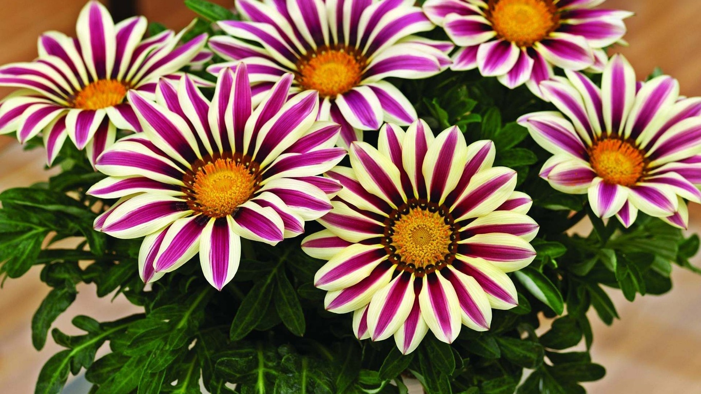 How to grow Gazania in your pot and garden - 40 inspirational ideas| My ...