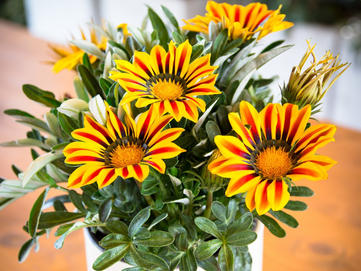How to grow Gazania in your pot and garden - 40 inspirational ideas| My ...