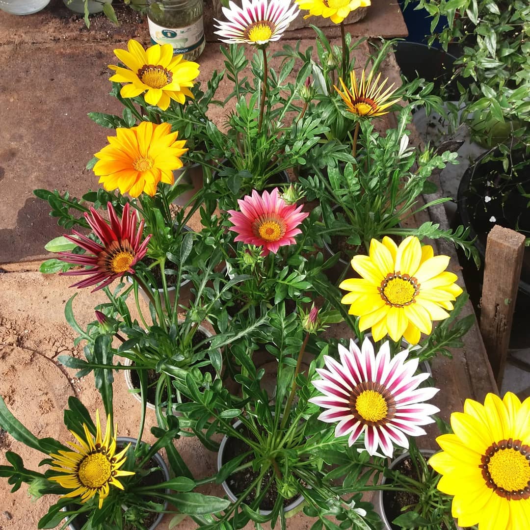 How to grow Gazania in your pot and garden - 40 inspirational ideas| My ...