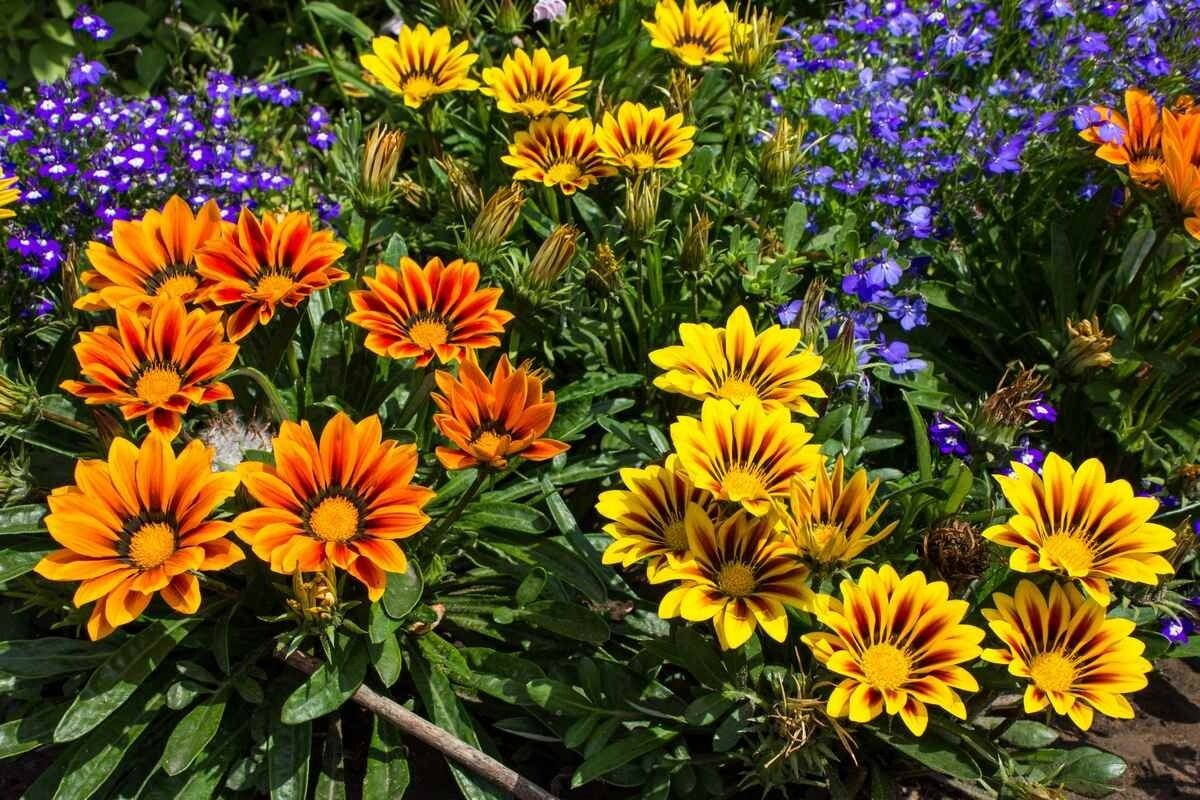 How to grow Gazania in your pot and garden - 40 inspirational ideas| My ...