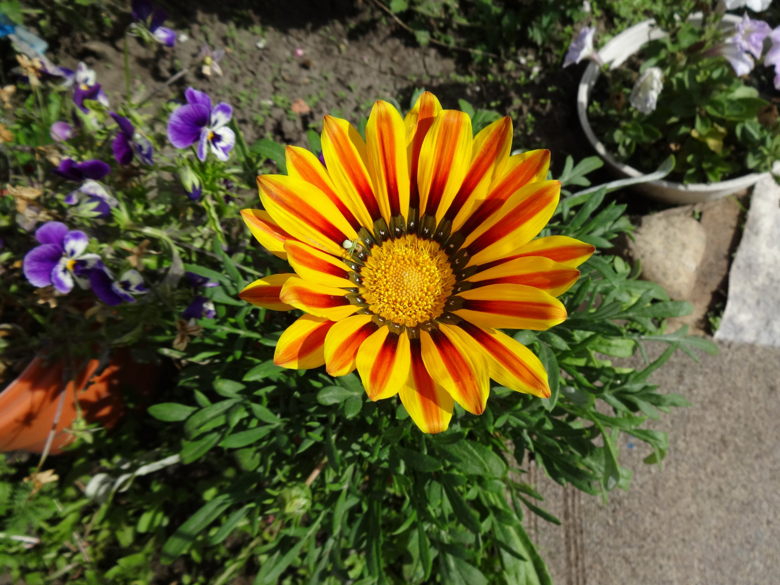 How to grow Gazania in your pot and garden - 40 inspirational ideas| My ...