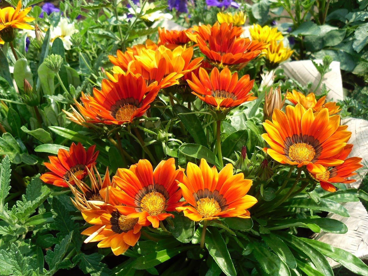 How to grow Gazania in your pot and garden - 40 inspirational ideas| My ...