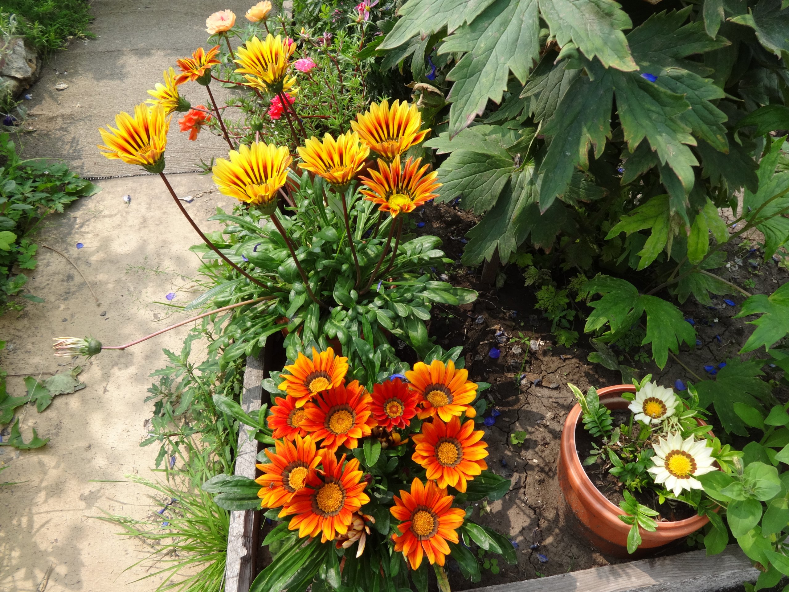 How to grow Gazania in your pot and garden - 40 inspirational ideas| My ...