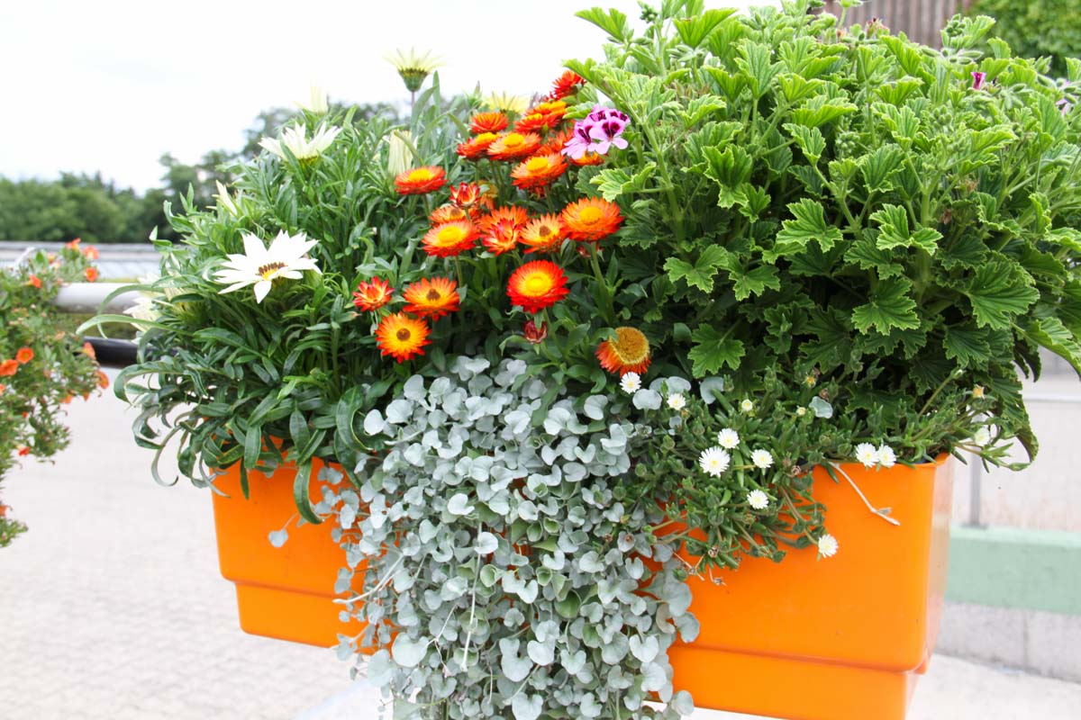 How to grow Gazania in your pot and garden - 40 inspirational ideas| My ...