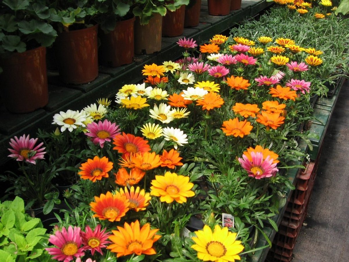 How to grow Gazania in your pot and garden - 40 inspirational ideas| My ...