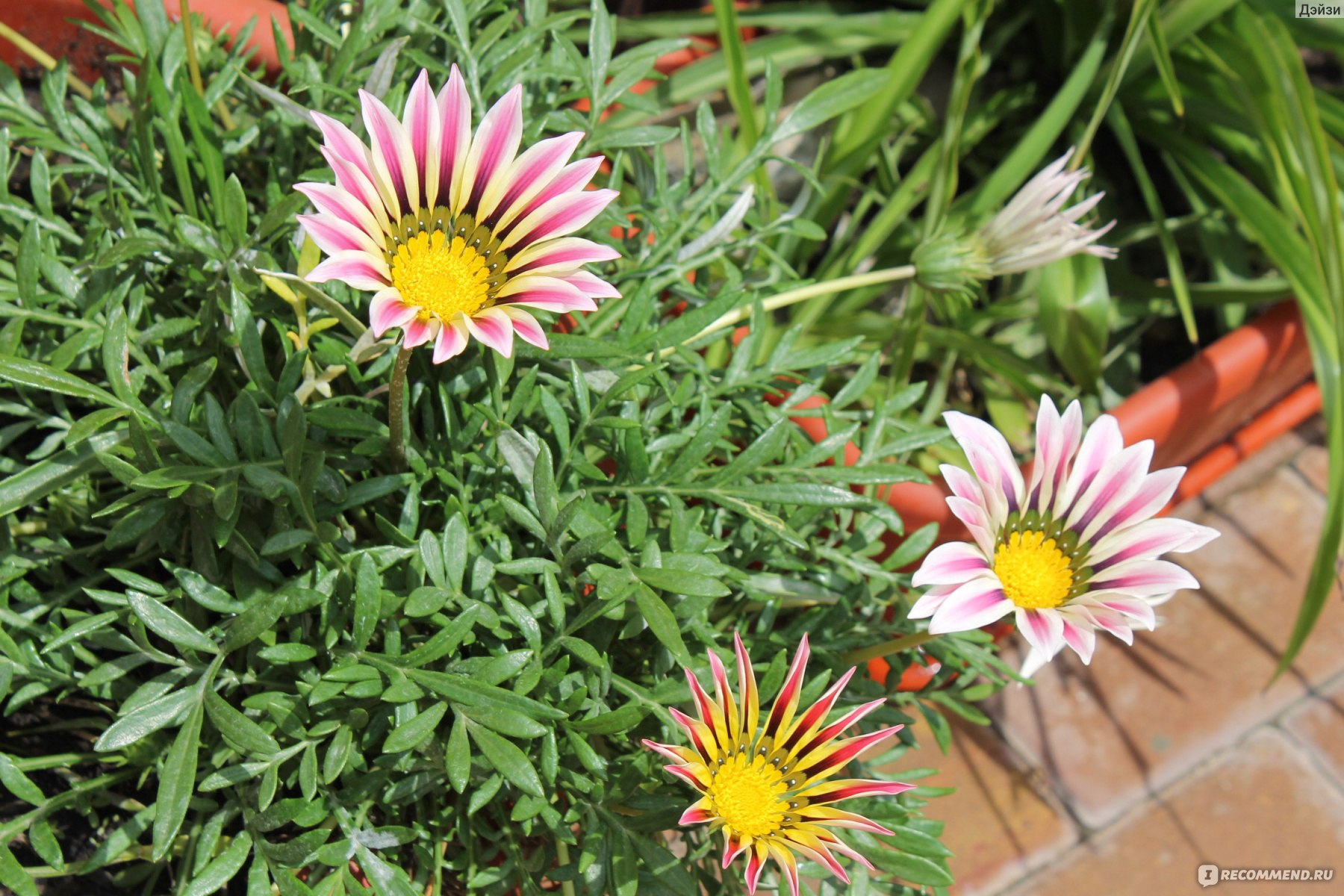 How to grow Gazania in your pot and garden - 40 inspirational ideas| My ...
