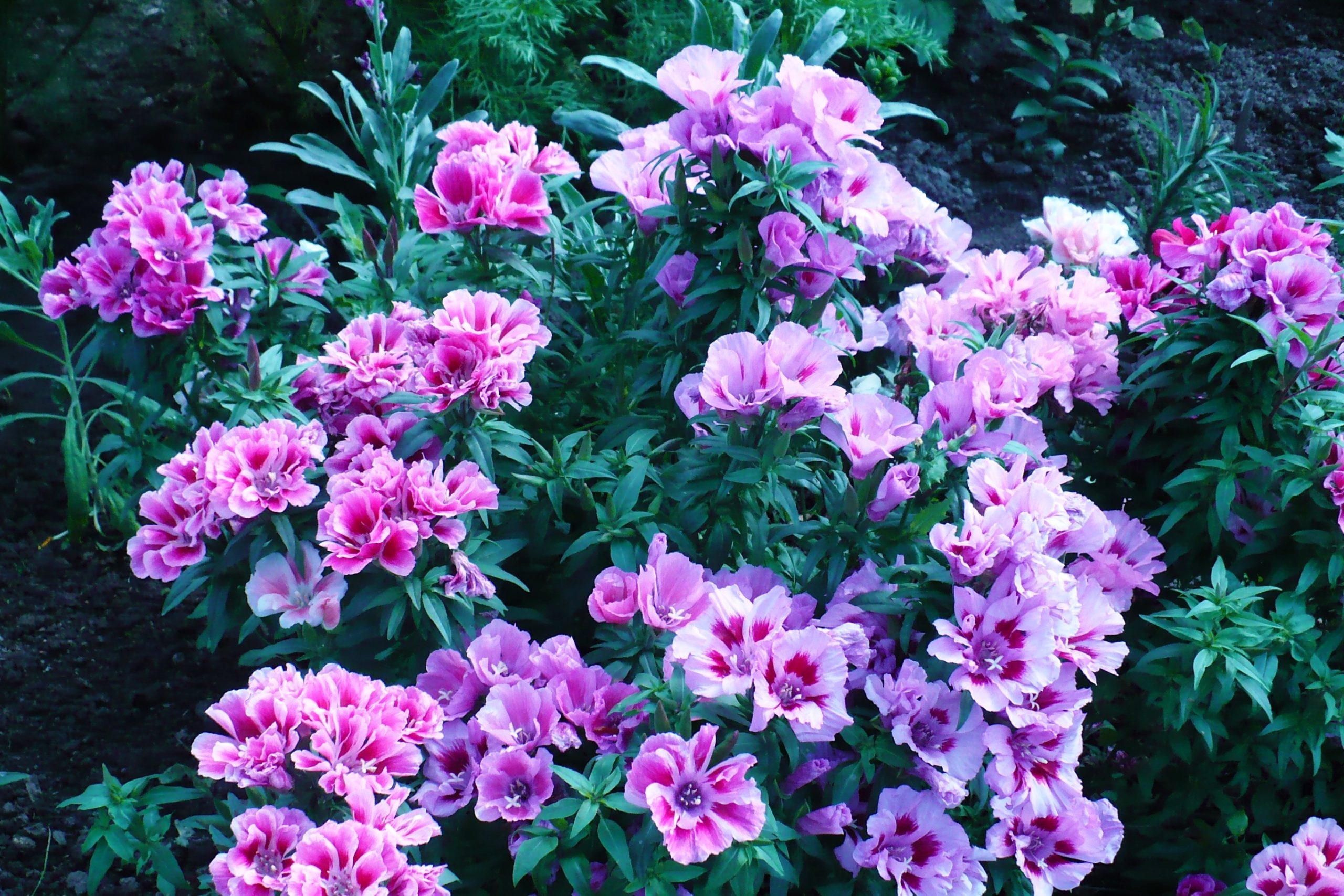 Godetia an amazing flower to grow in a pot, yard and your garden | My ...