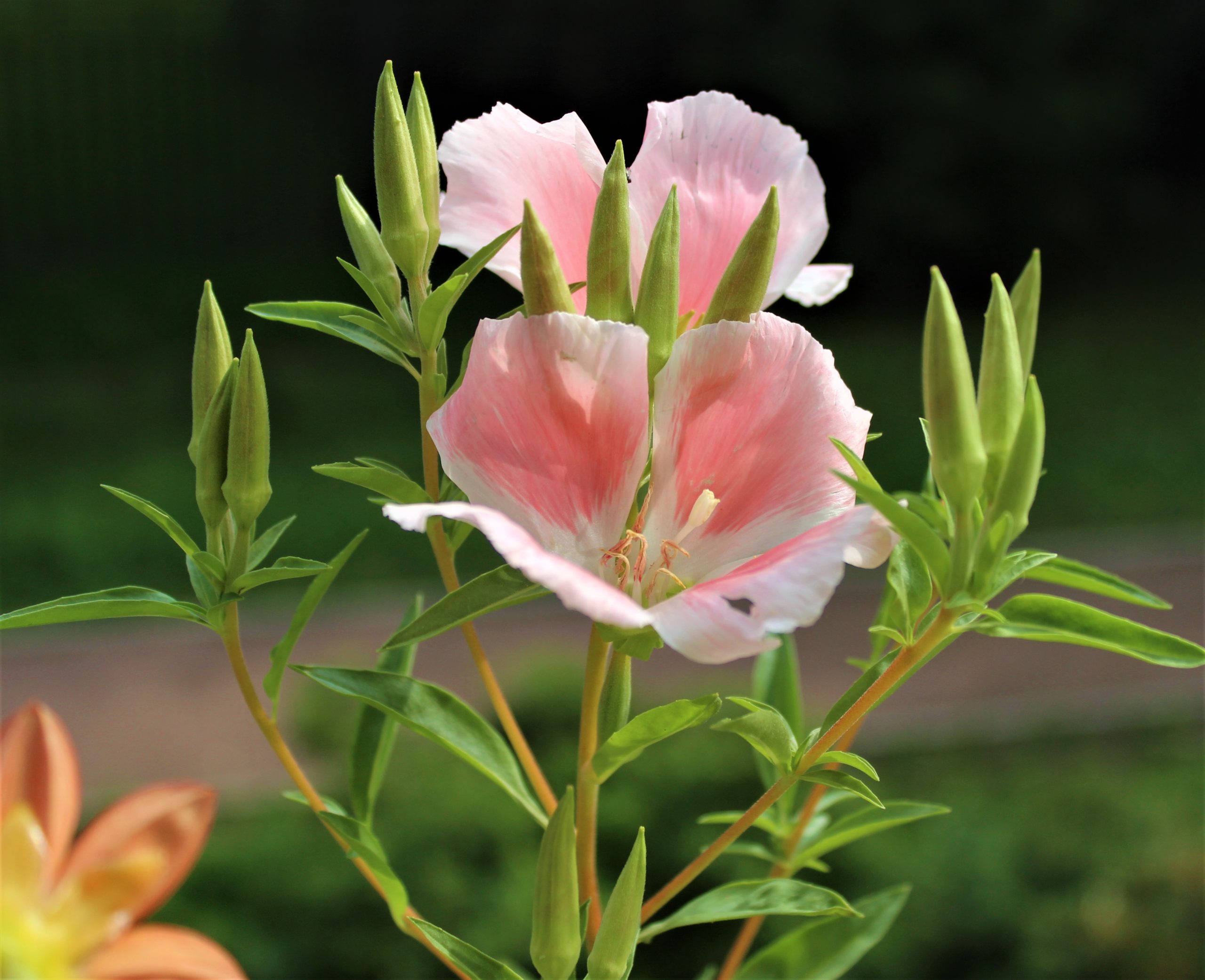 Godetia an amazing flower to grow in a pot, yard and your garden | My ...
