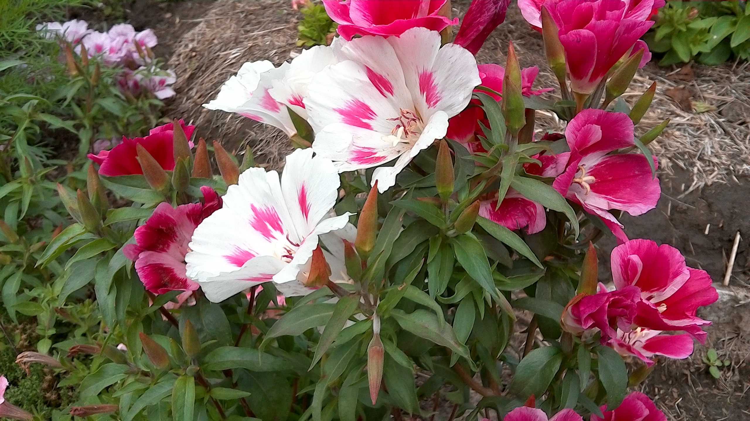 Godetia an amazing flower to grow in a pot, yard and your garden | My ...