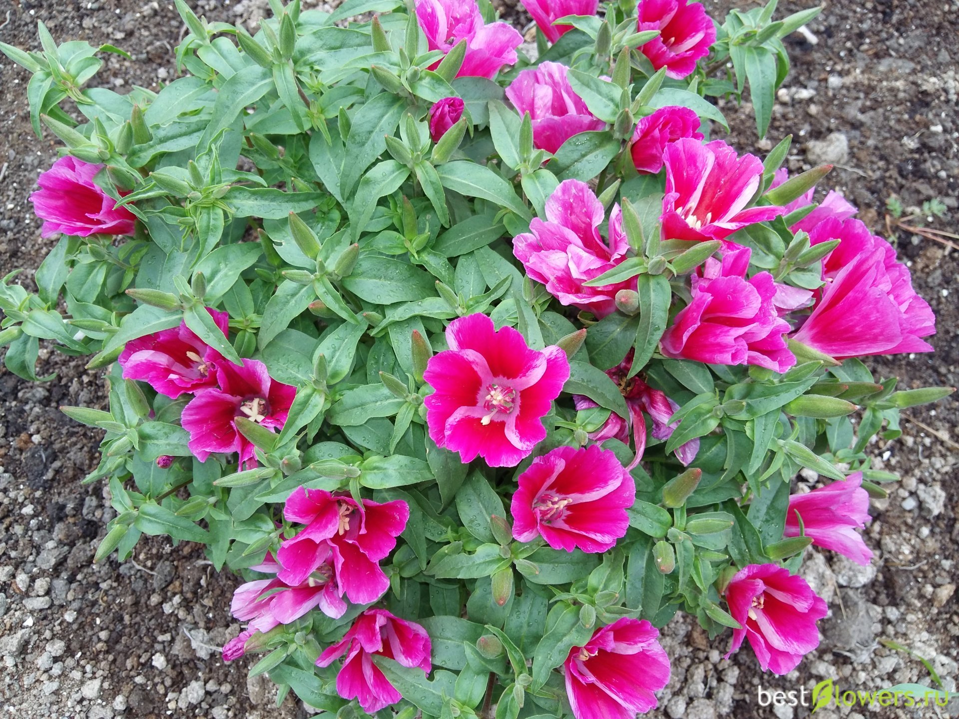 Godetia an amazing flower to grow in a pot, yard and your garden | My ...