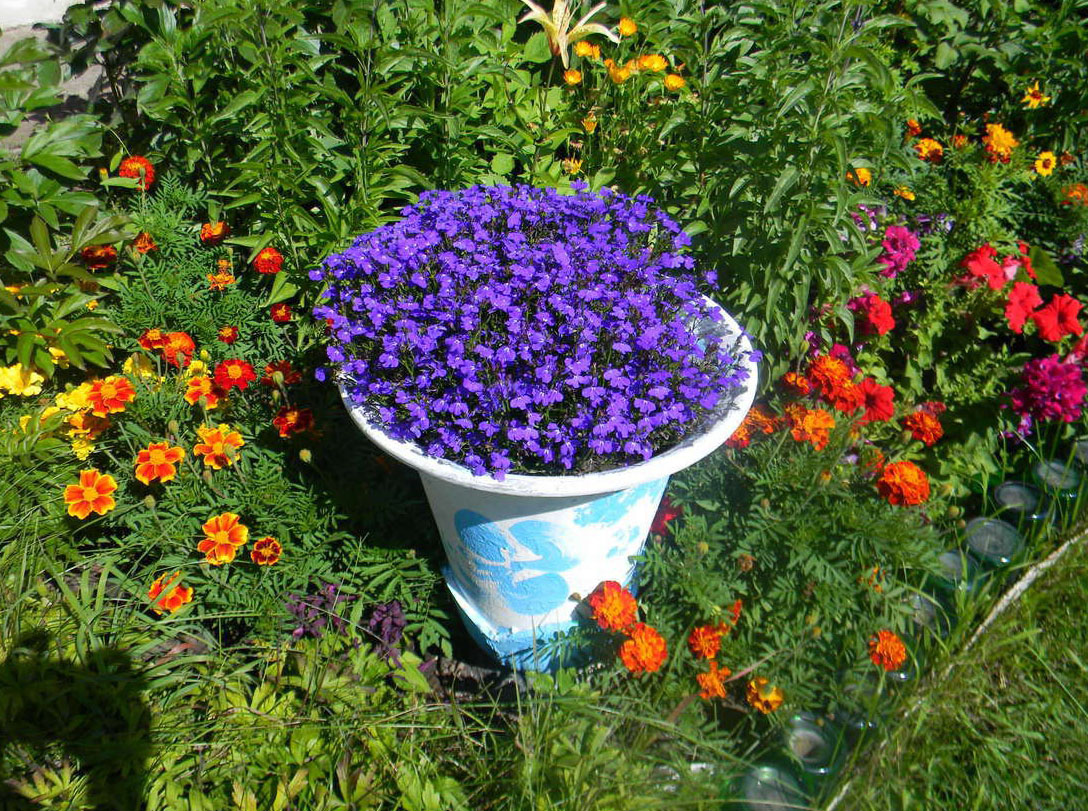 Lobelia: An amazing flower for pot and garden | My desired home