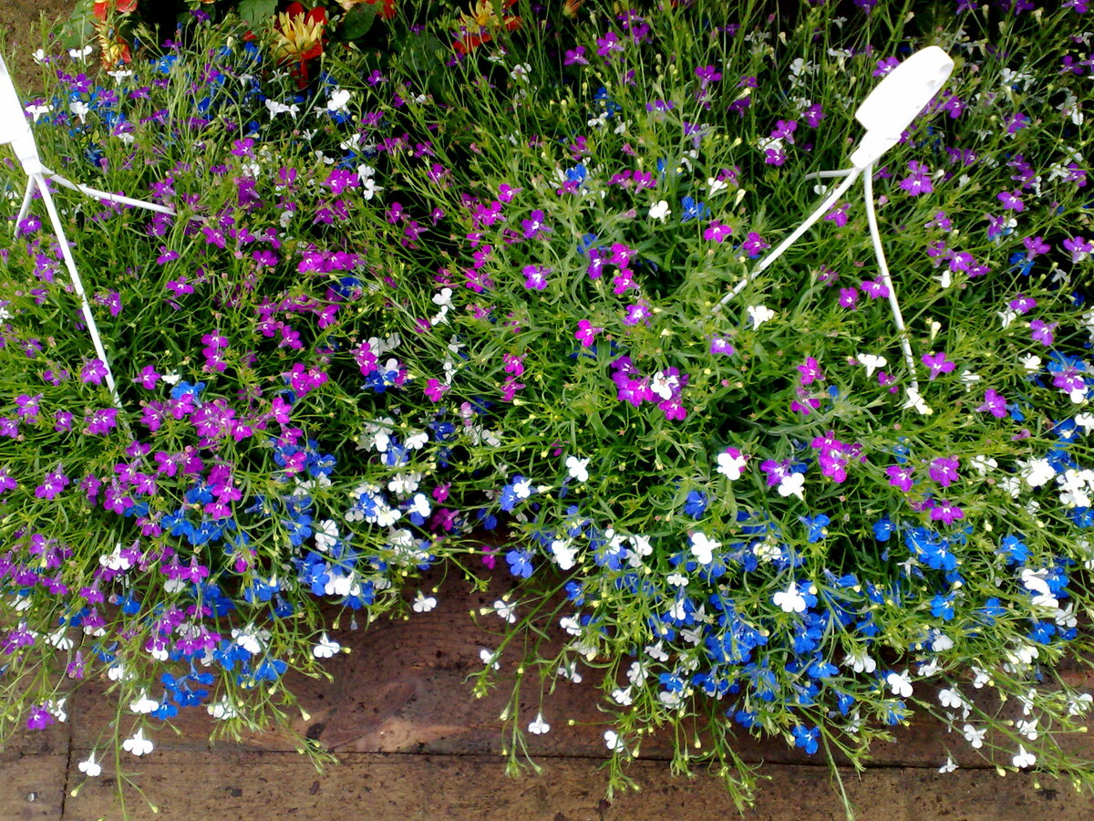Lobelia: An amazing flower for pot and garden | My desired home