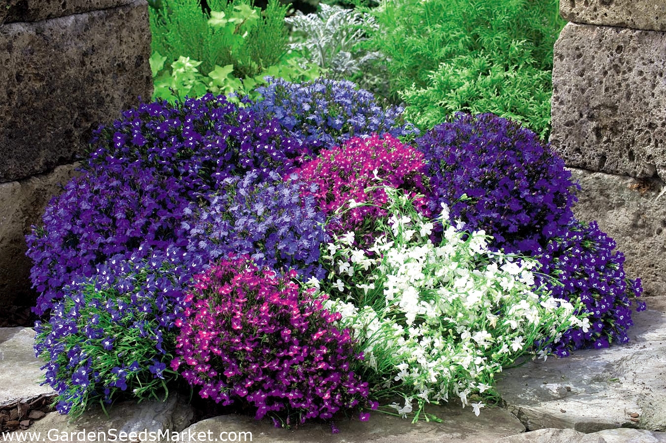 Lobelia: An amazing flower for pot and garden | My desired home