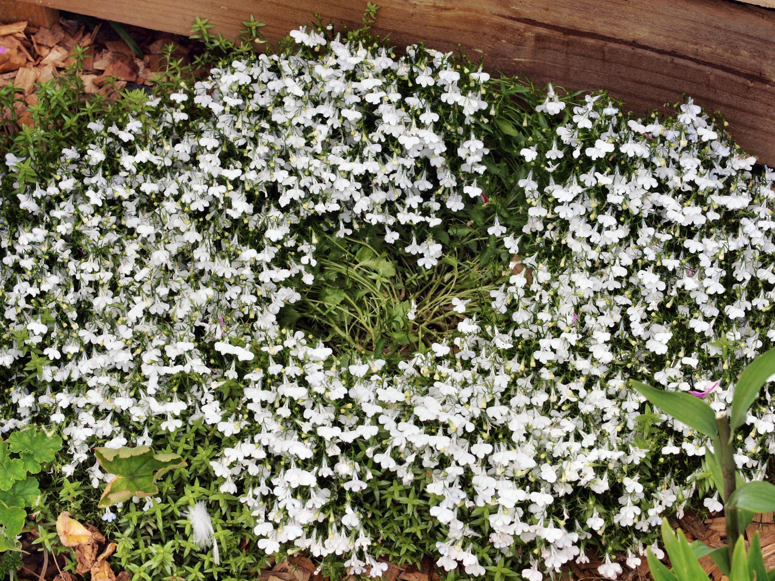 Lobelia: An amazing flower for pot and garden | My desired home