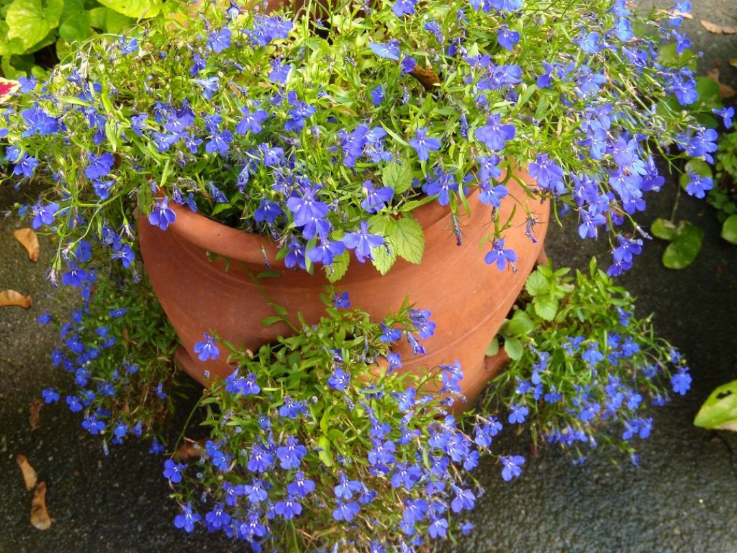 Lobelia: An amazing flower for pot and garden | My desired home