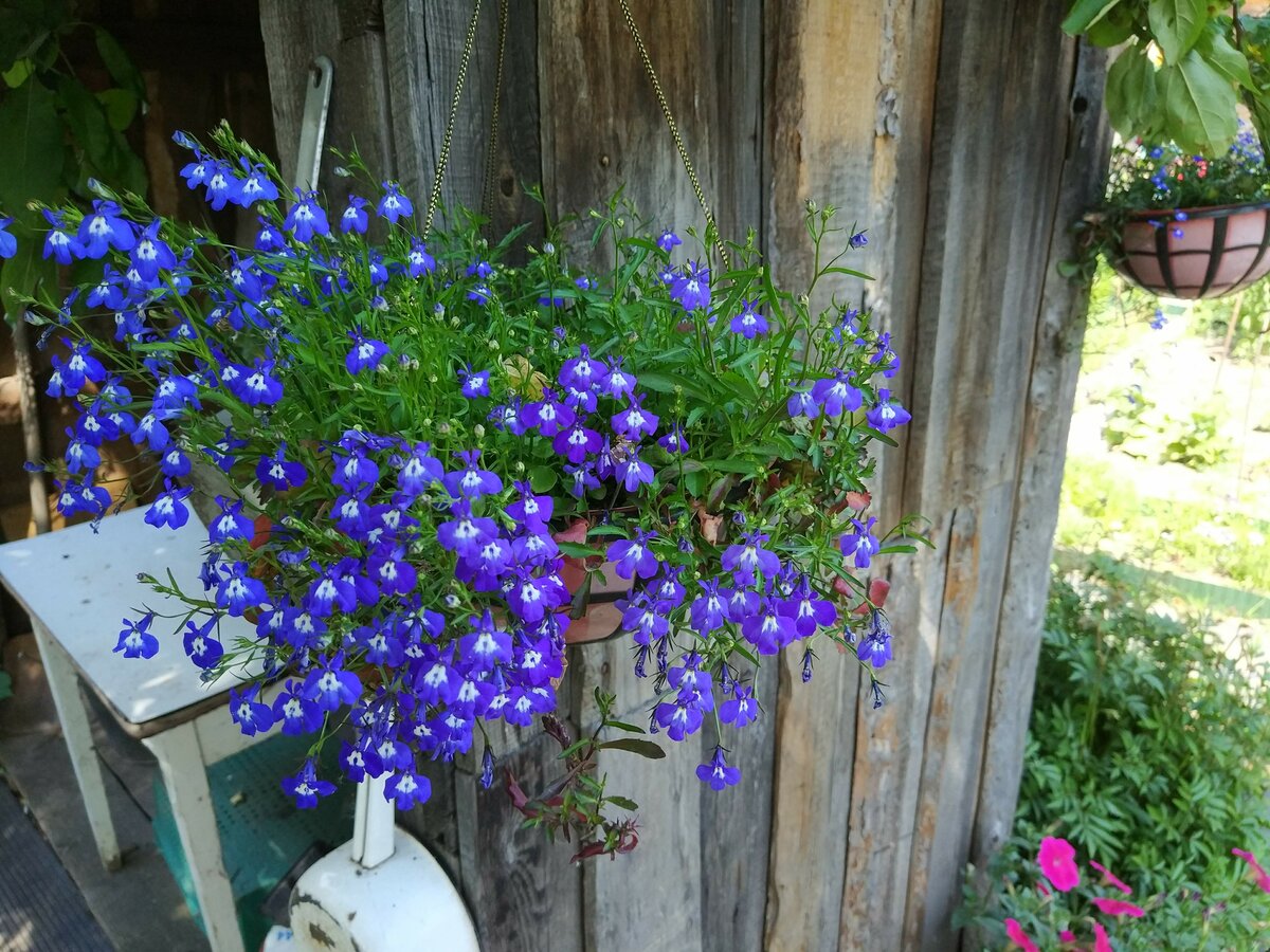 Lobelia: An amazing flower for pot and garden | My desired home