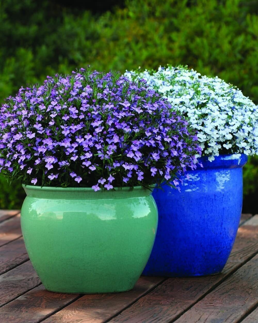 Lobelia: An amazing flower for pot and garden | My desired home