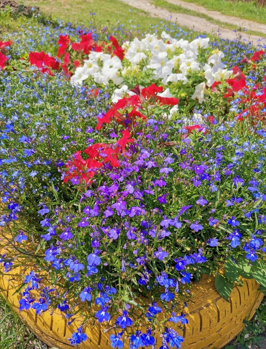Lobelia: An amazing flower for pot and garden | My desired home