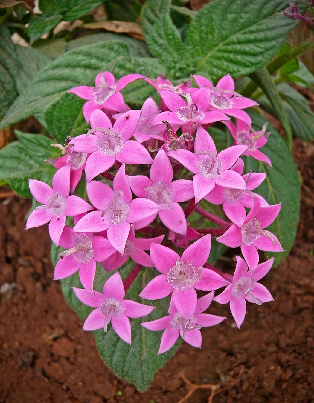 Pentas, an impressive plant with star flowers for your yard, pot and ...